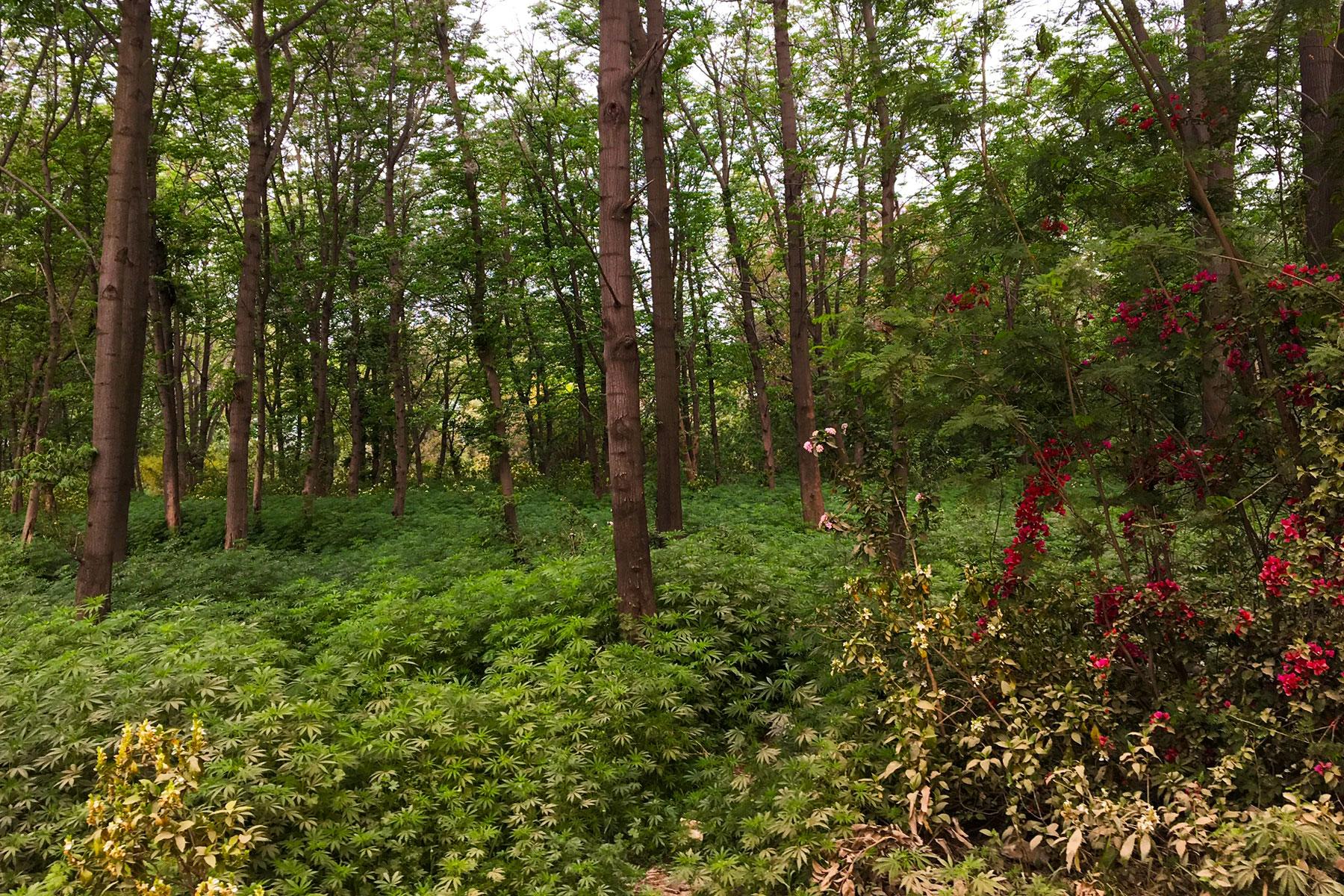 Chandigarh, India's Siswan Forest Range