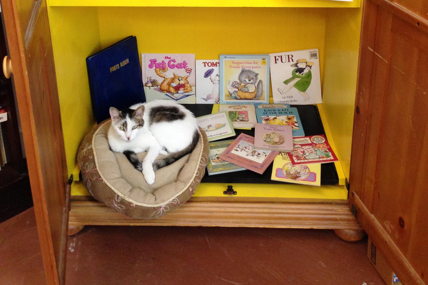 17 Bookstore Cats Worth Road Tripping For – Fodors Travel Guide