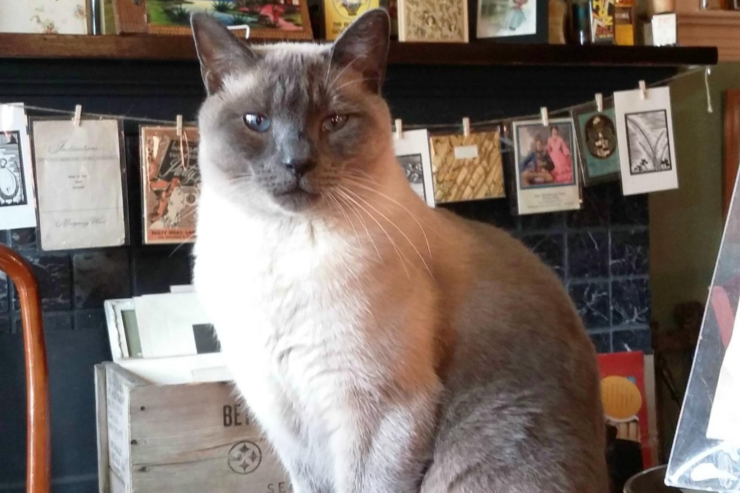 17 Bookstore Cats Worth Road Tripping For – Fodors Travel Guide