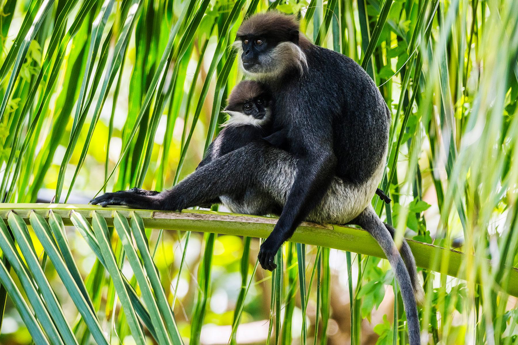 12 Amazing Animals to See in Sri Lanka – Fodors Travel Guide