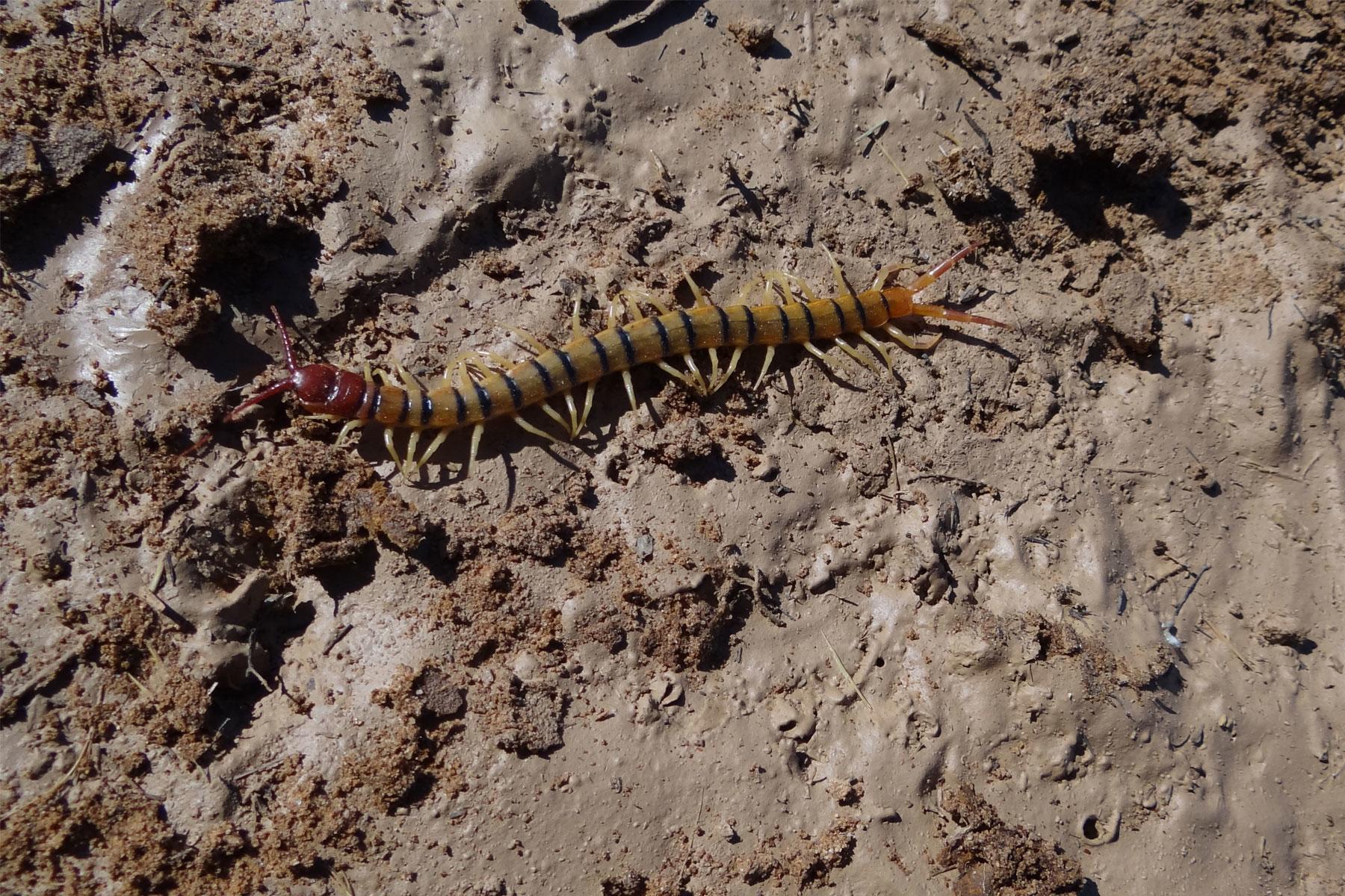 I Got an Infection from a Scolopendra Centipede Bite While on the Beach