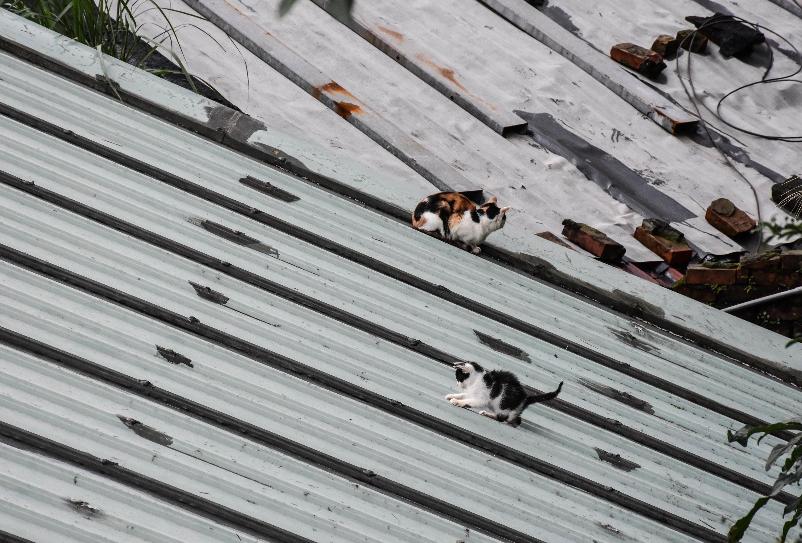 Why You Should Visit Houtong, the “Cat Village of Taiwan”