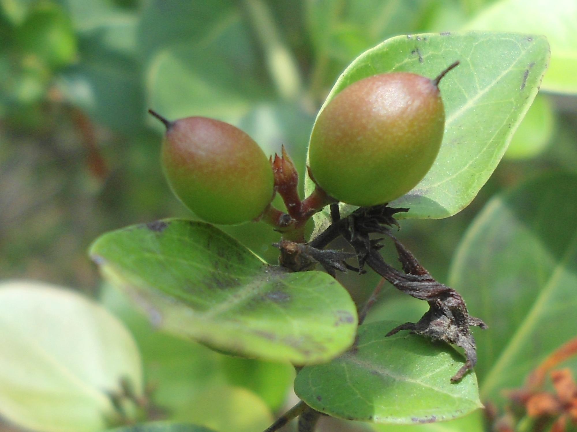 The Superfood Kakadu Plum Is an Sacred Aboriginal Australian Fruit